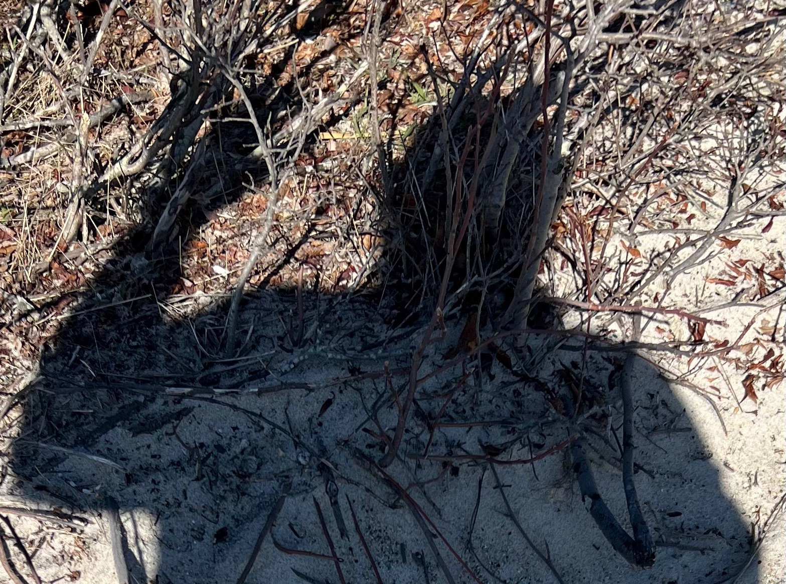 a juvenile melophile | thee istsfor manity reader